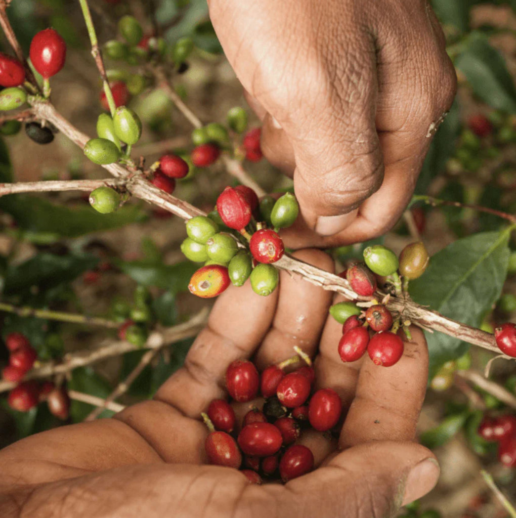 Inmaculada Fellows Anaerobic – Great Circle Coffee