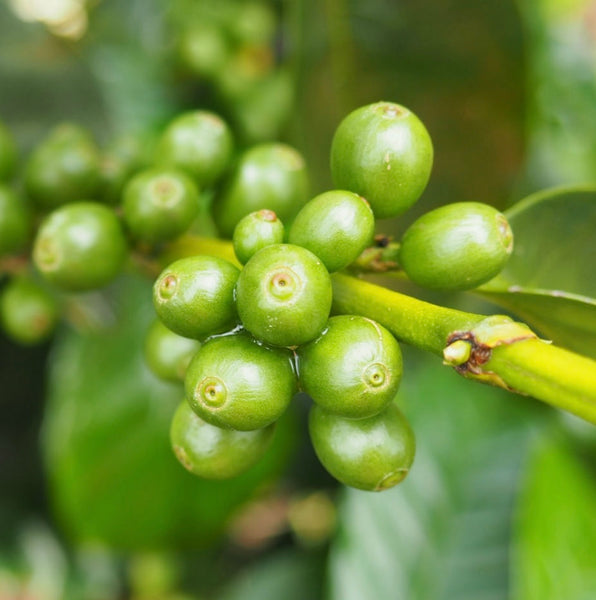 Banko Chelchele – Great Circle Coffee